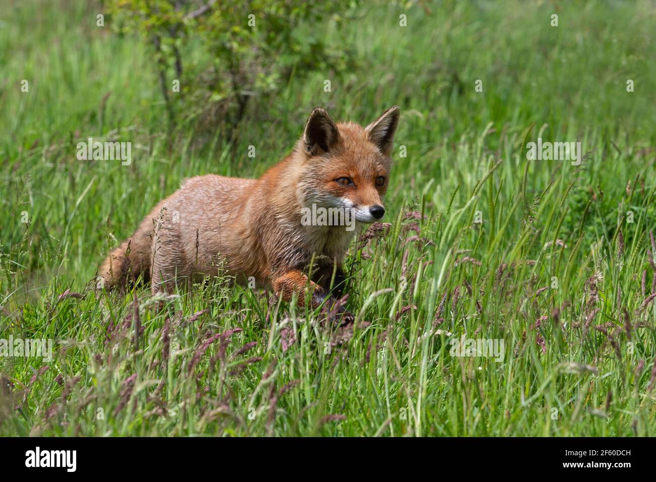 Red fox (Vulpes vulpes), captive, UK Stock Photo - Alamy