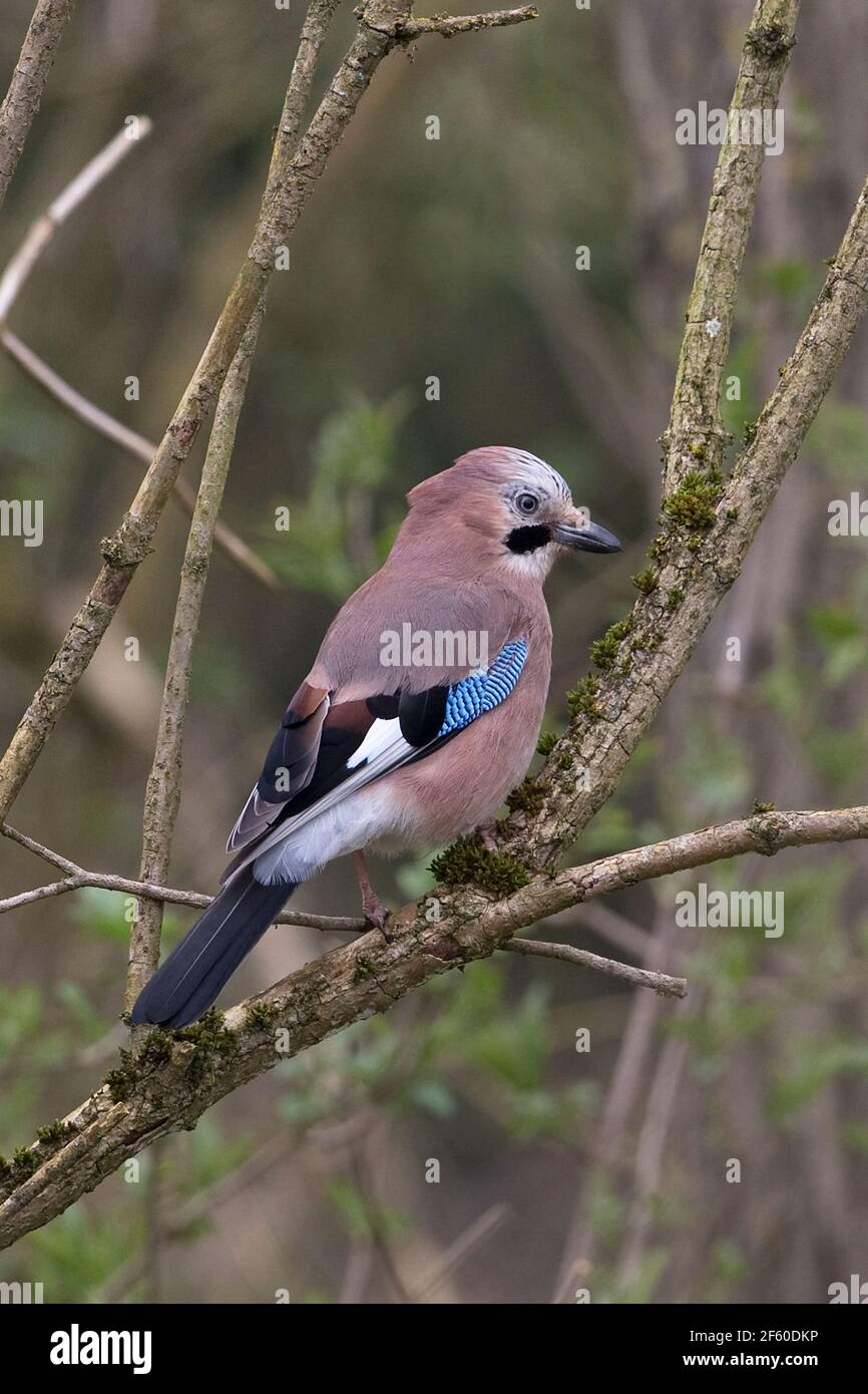 Eurasian Jay (Garrulus glandarius Stock Photo - Alamy