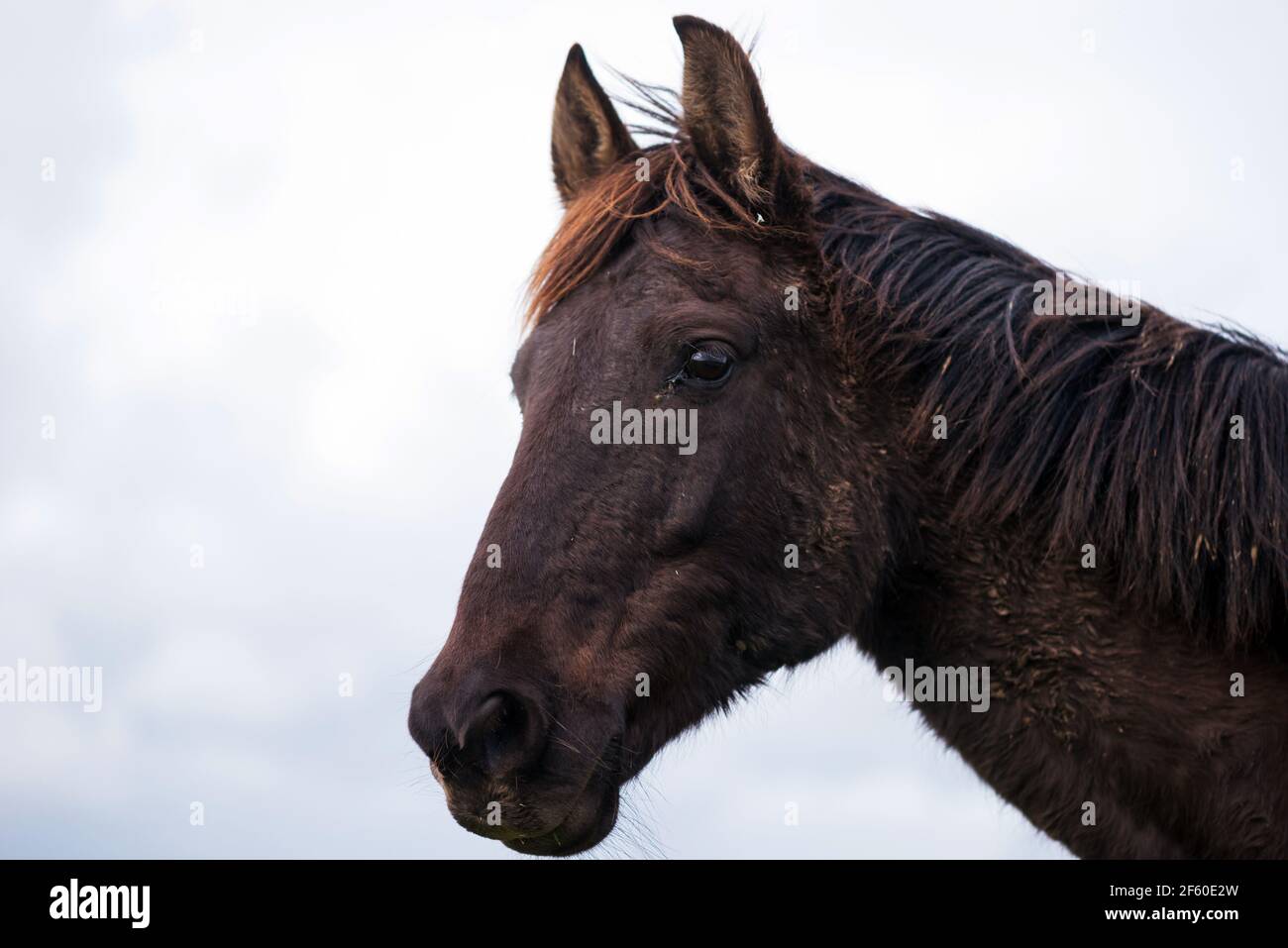 Scrawny hi-res stock photography and images - Alamy
