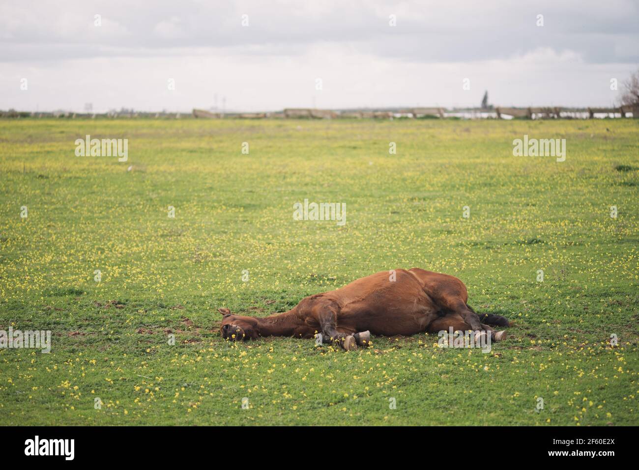 Horse mare resting lying asleep in the green meadow on a cloudy day ...