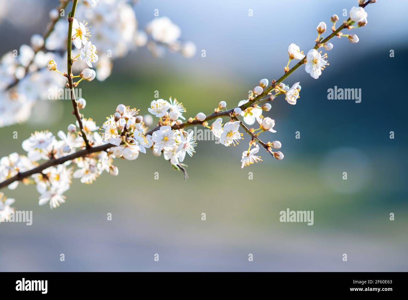 Fruit tree twigs with blooming white and pink petal flowers in spring ...