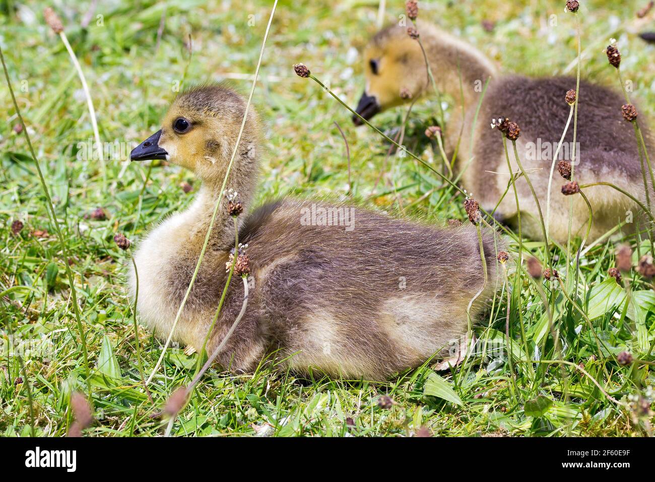 Infant canada goose hi-res stock photography and images - Alamy