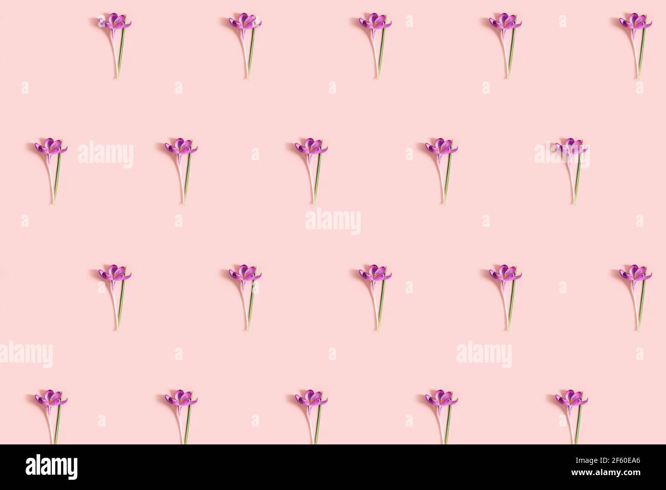 Pattern from crocus flowers Stock Photo - Alamy