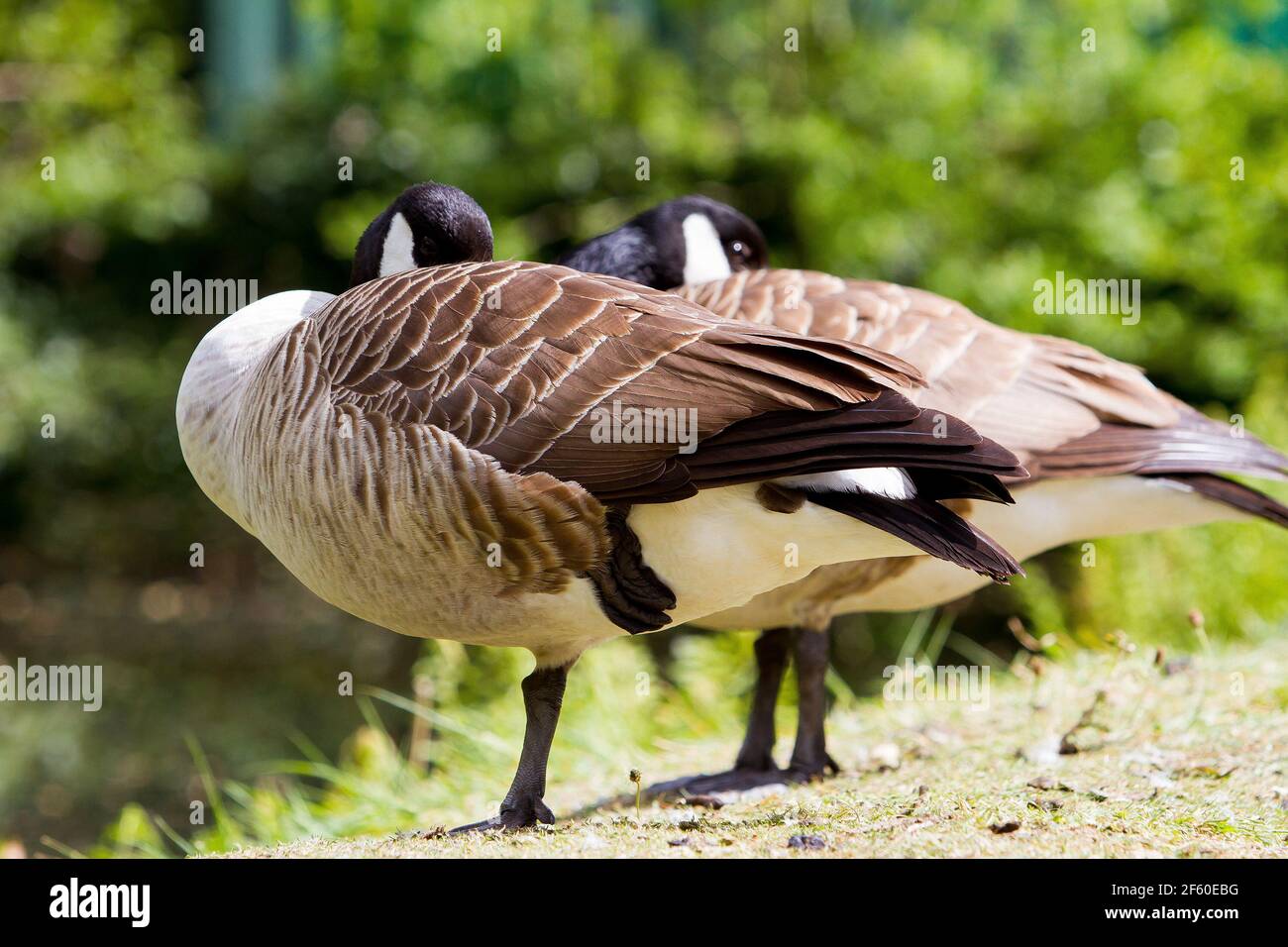 Goose wildlife canada hi-res stock photography and images - Alamy