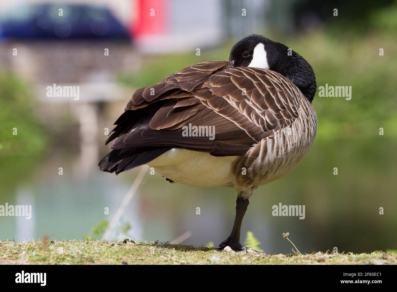 Canada Goose Wildlife High Resolution Stock Photography and Images - Alamy