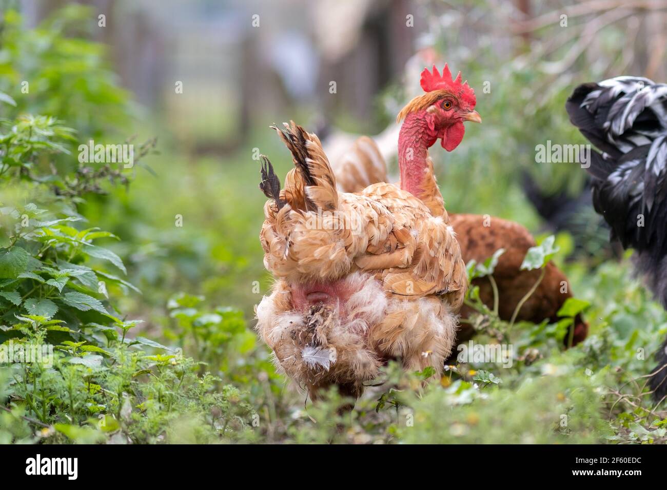 Chicken feeding on traditional rural barnyard. Hens on barn yard in eco ...