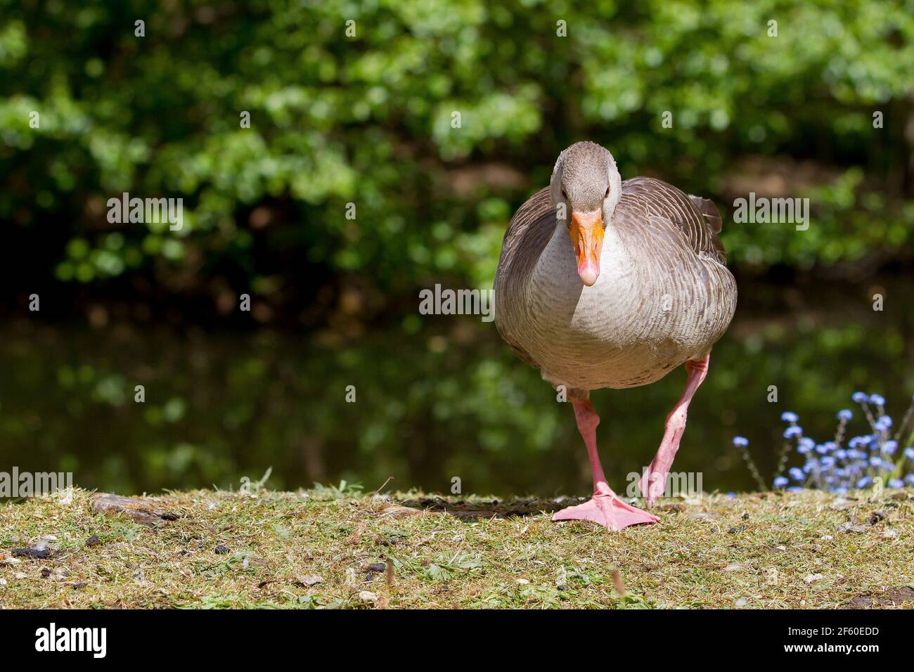 Greylag Goose (Scientific name: Anser anser Stock Photo - Alamy