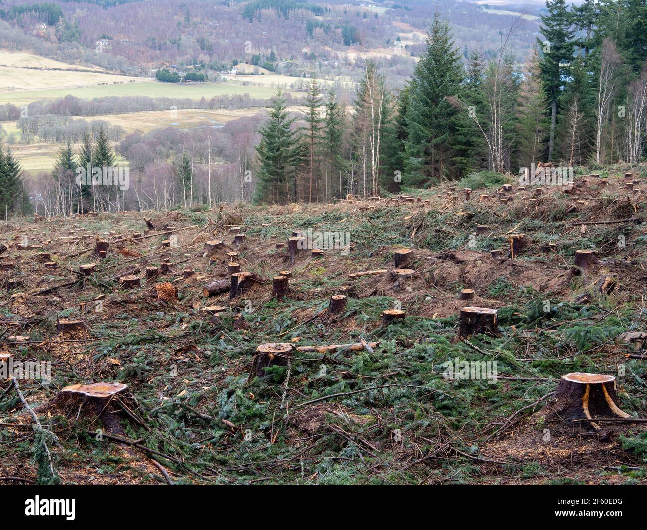 Forestry operations hi-res stock photography and images - Alamy