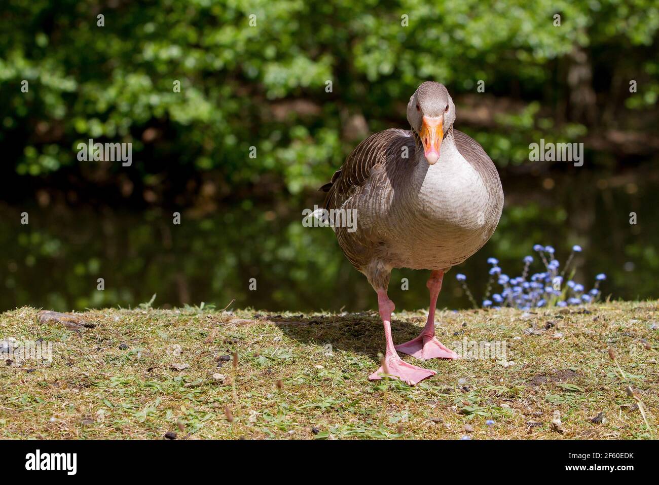 Scientific name anser anser hi-res stock photography and images - Alamy