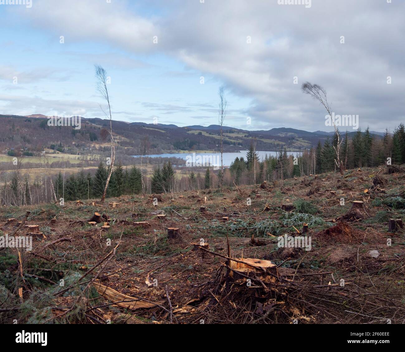 Scottish trees hi-res stock photography and images - Alamy