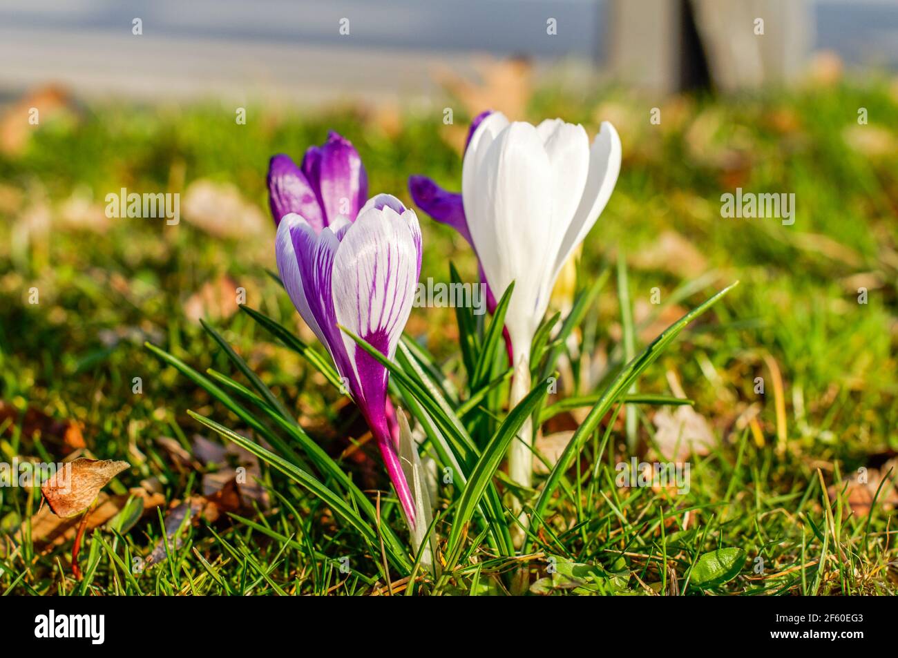 crocus, saffron, colourful flowers, (Crocus L.), spring blooming ...