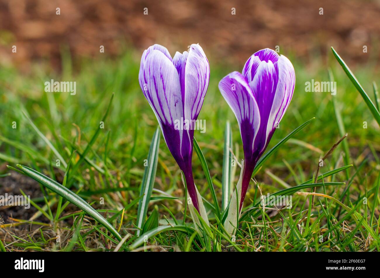 crocus, saffron, colourful flowers, (Crocus L.), spring blooming ...