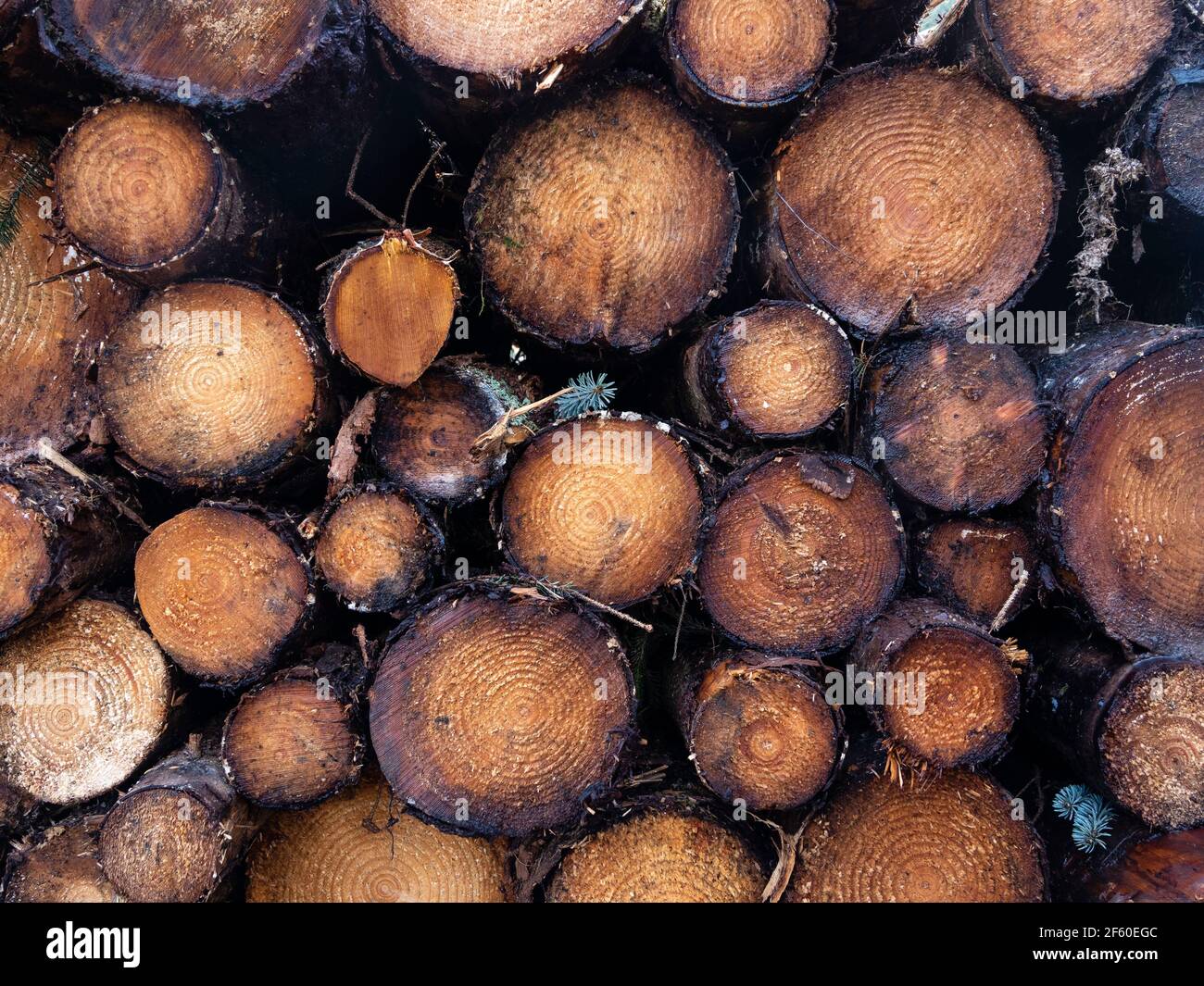 Forestry operations hi-res stock photography and images - Alamy