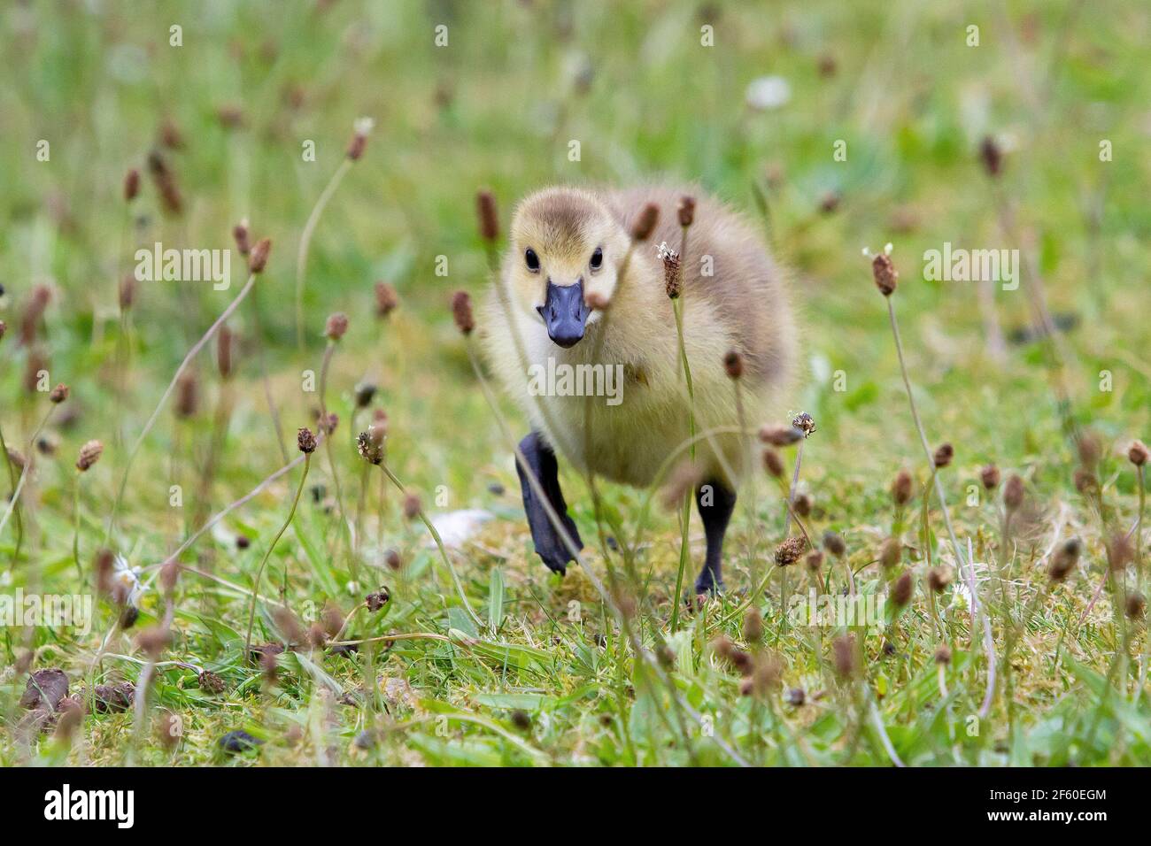 Infant canada goose hi-res stock photography and images - Alamy