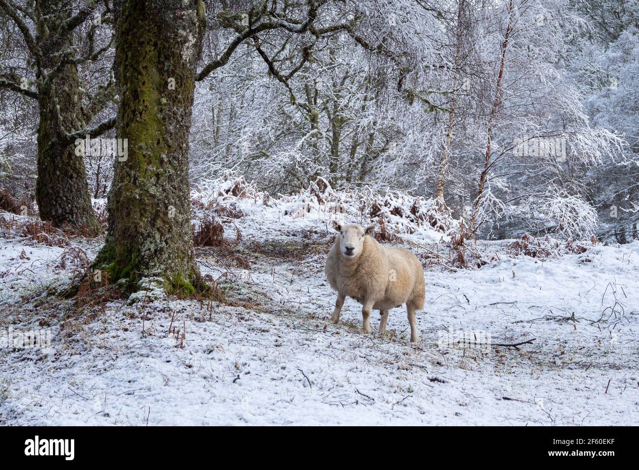 Sheep in a wooded area after snow fall. Glen Cannich, Highland ...