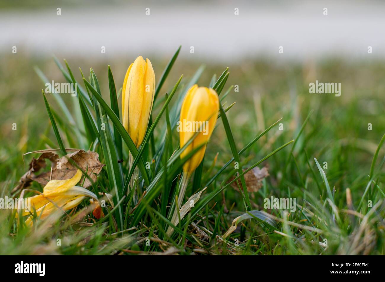 yellow crocus, Saffron, (Crocus L.), spring blooming flower, on the ...