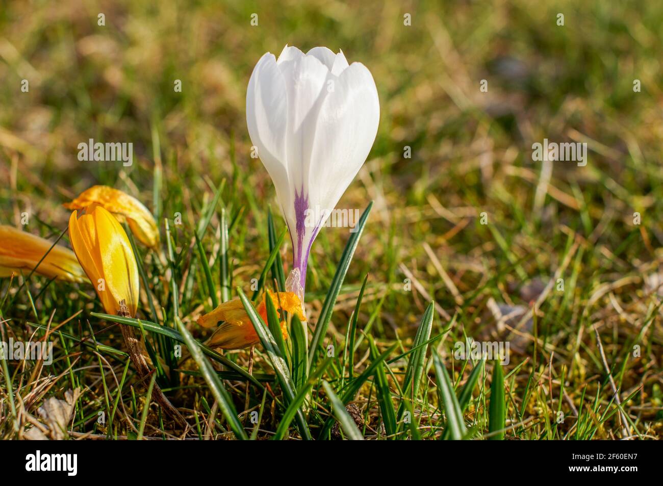 white crocus, Saffron, (Crocus L.), spring blooming flower, on the ...