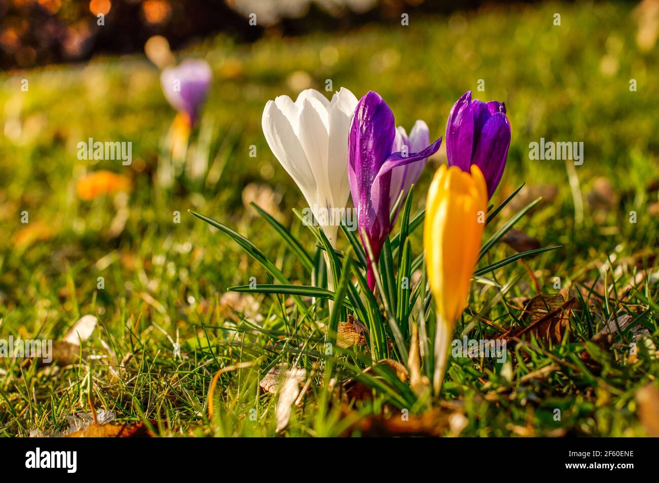 crocus, saffron, colourful flowers, (Crocus L.), spring blooming ...