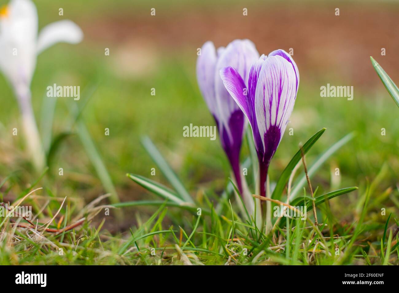 Purple crocus, Saffron, (Crocus L.), spring blooming flower, on the ...