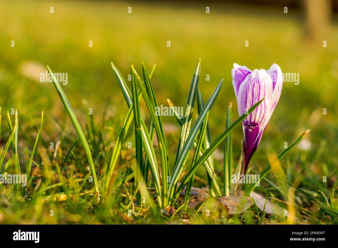 Purple crocus, Saffron, (Crocus L.), spring blooming flower, on the ...