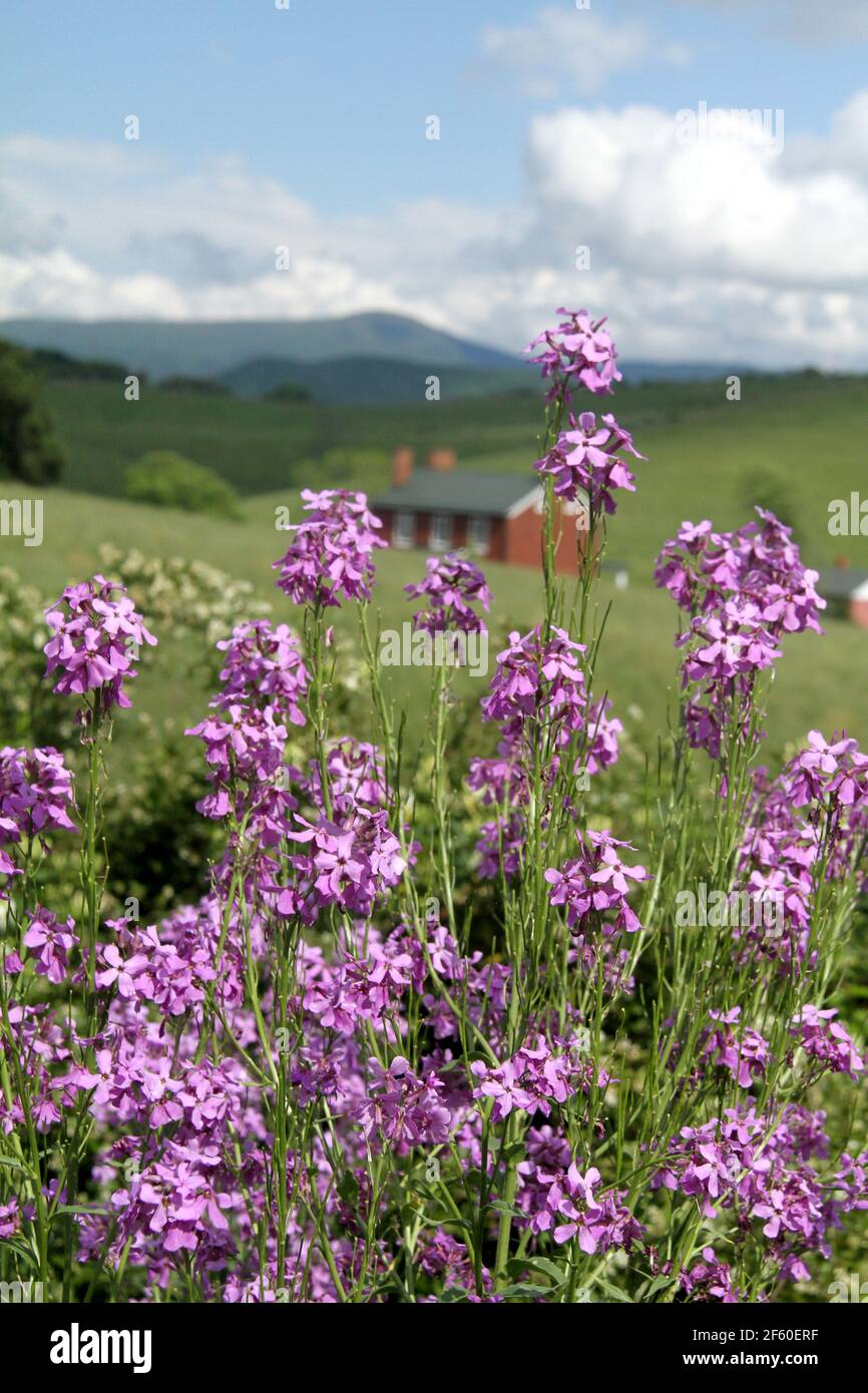 Phlox pilosa (prairie phlox) growing on a meadow in the Blue Ridge ...