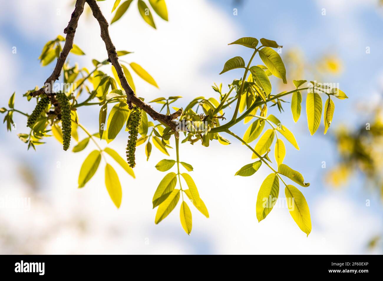 Walnut blooms hi-res stock photography and images - Alamy