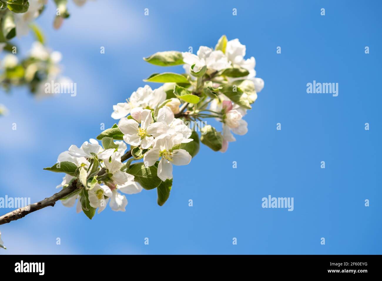 Fruit tree twigs with blooming white and pink petal flowers in spring ...