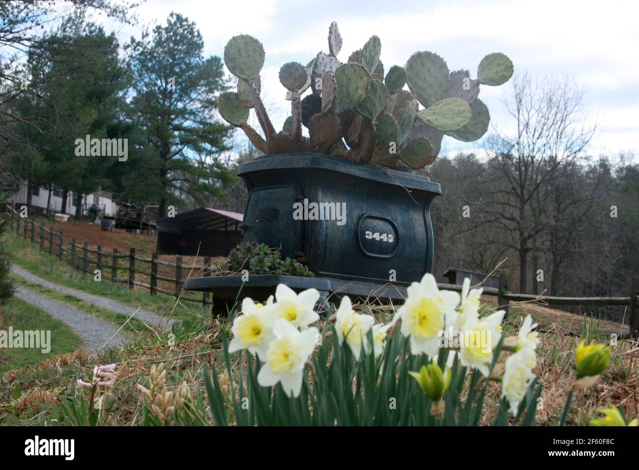Prickly pear cactus planted in a container outdoors in Virginia, USA ...