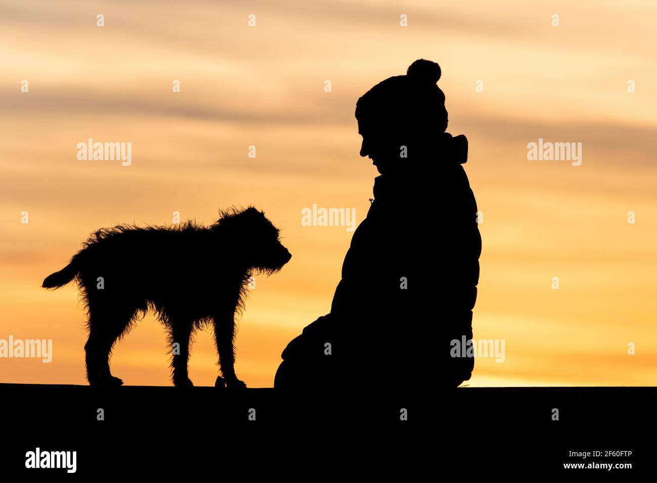 Begging Dog Silhouette