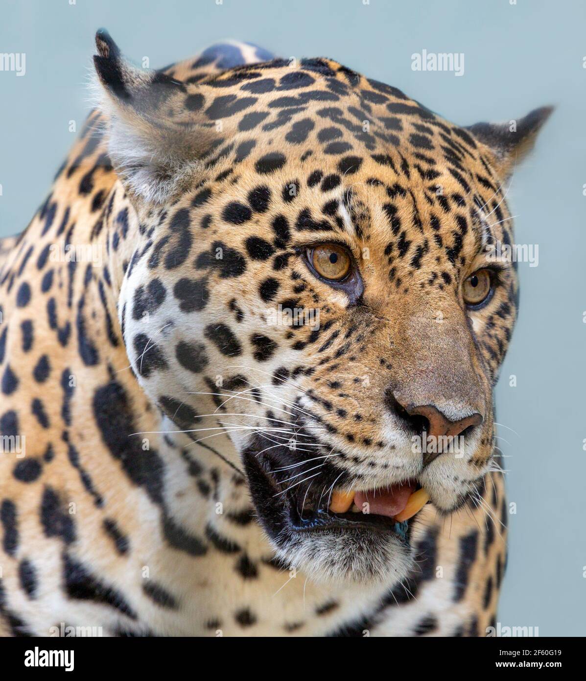 Jaguar panthera onca costa rica hi-res stock photography and images - Alamy