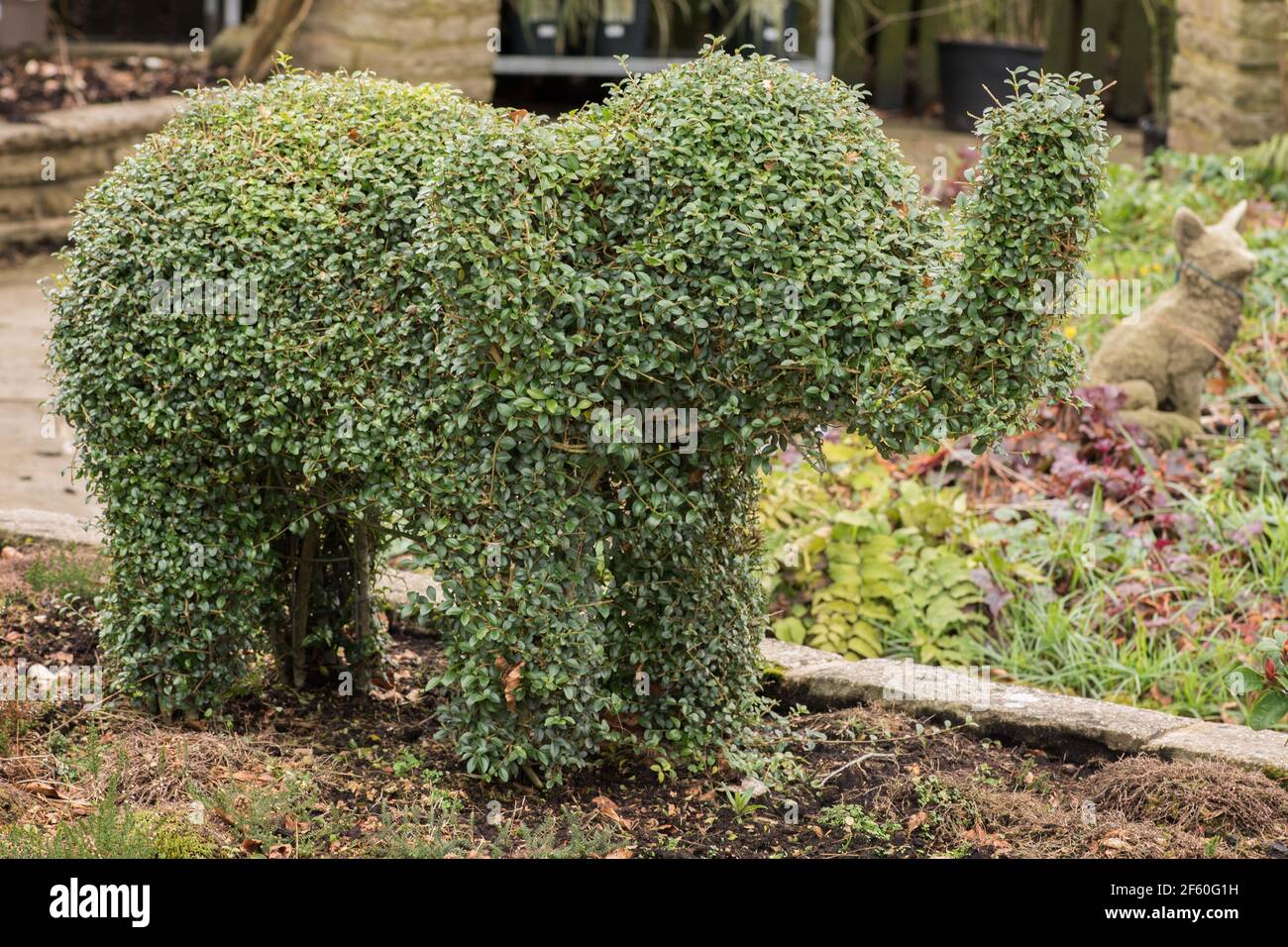 Topiary Buxus (box) plans Stock Photo - Alamy