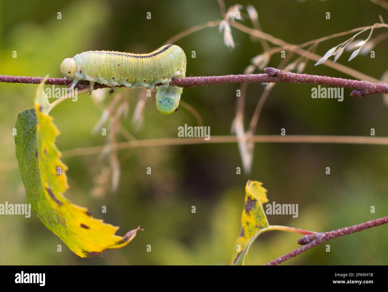 Birch sawfly hi-res stock photography and images - Alamy