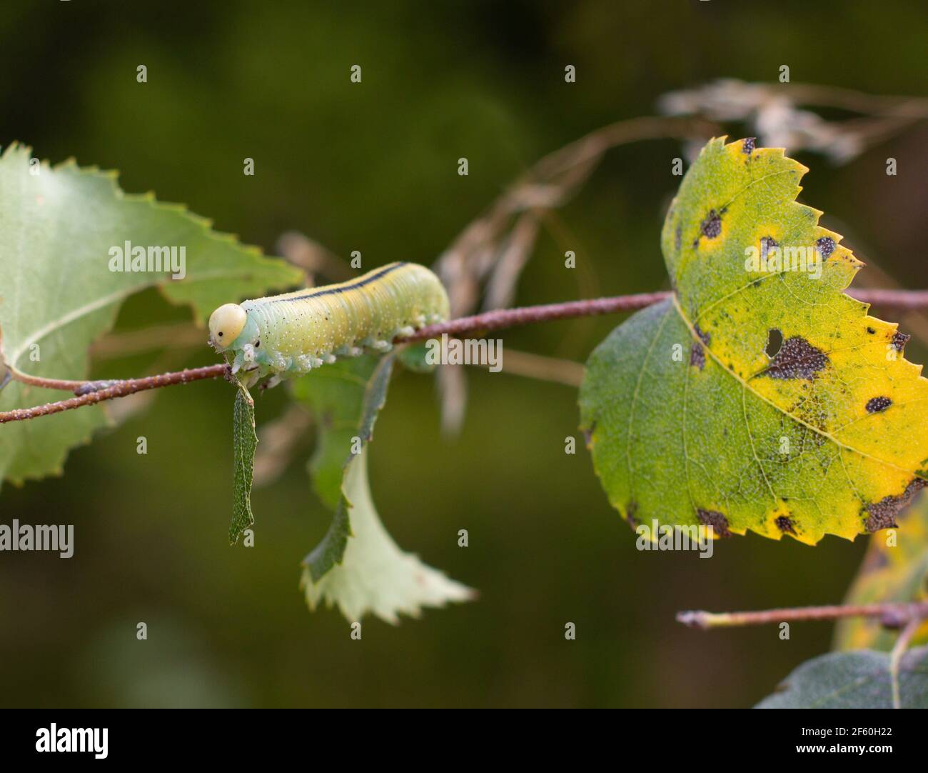 Birch Sawfly, Cimbex femoratus (Cimbex femoratus Stock Photo - Alamy