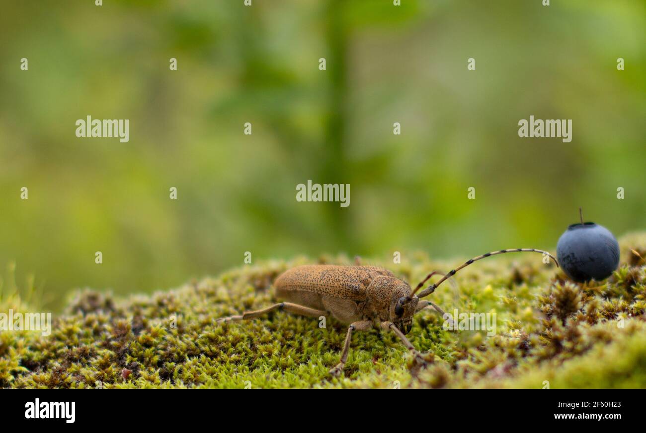 Asian long horned beetle hi-res stock photography and images - Alamy