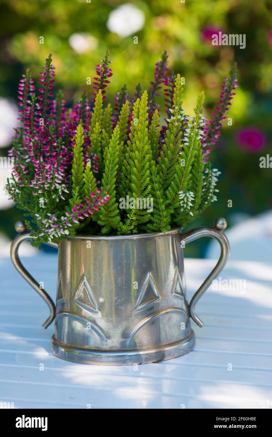 Heather plant in a pot Stock Photo - Alamy