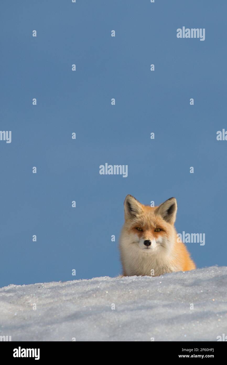 Red fox sitting on snow hi-res stock photography and images - Alamy