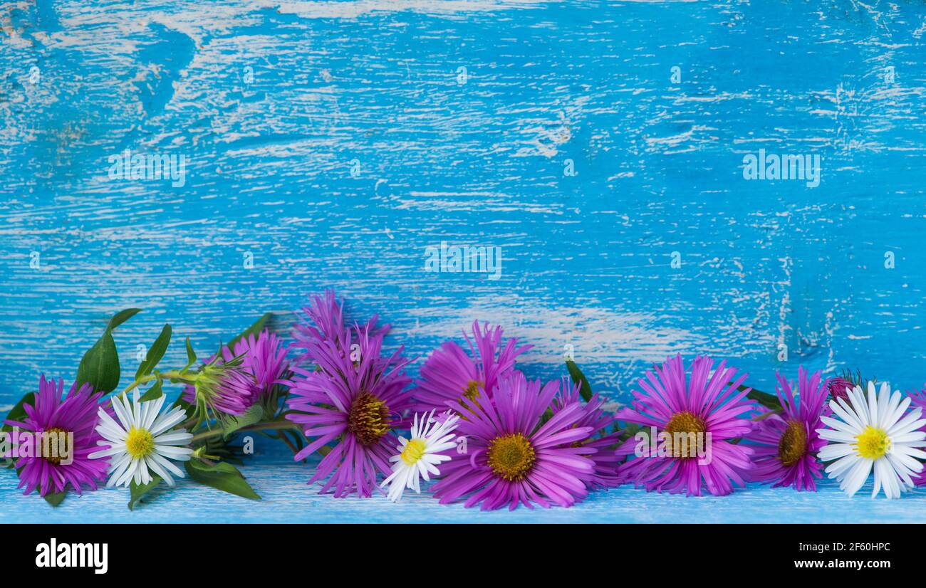 Asters decor hi-res stock photography and images - Alamy