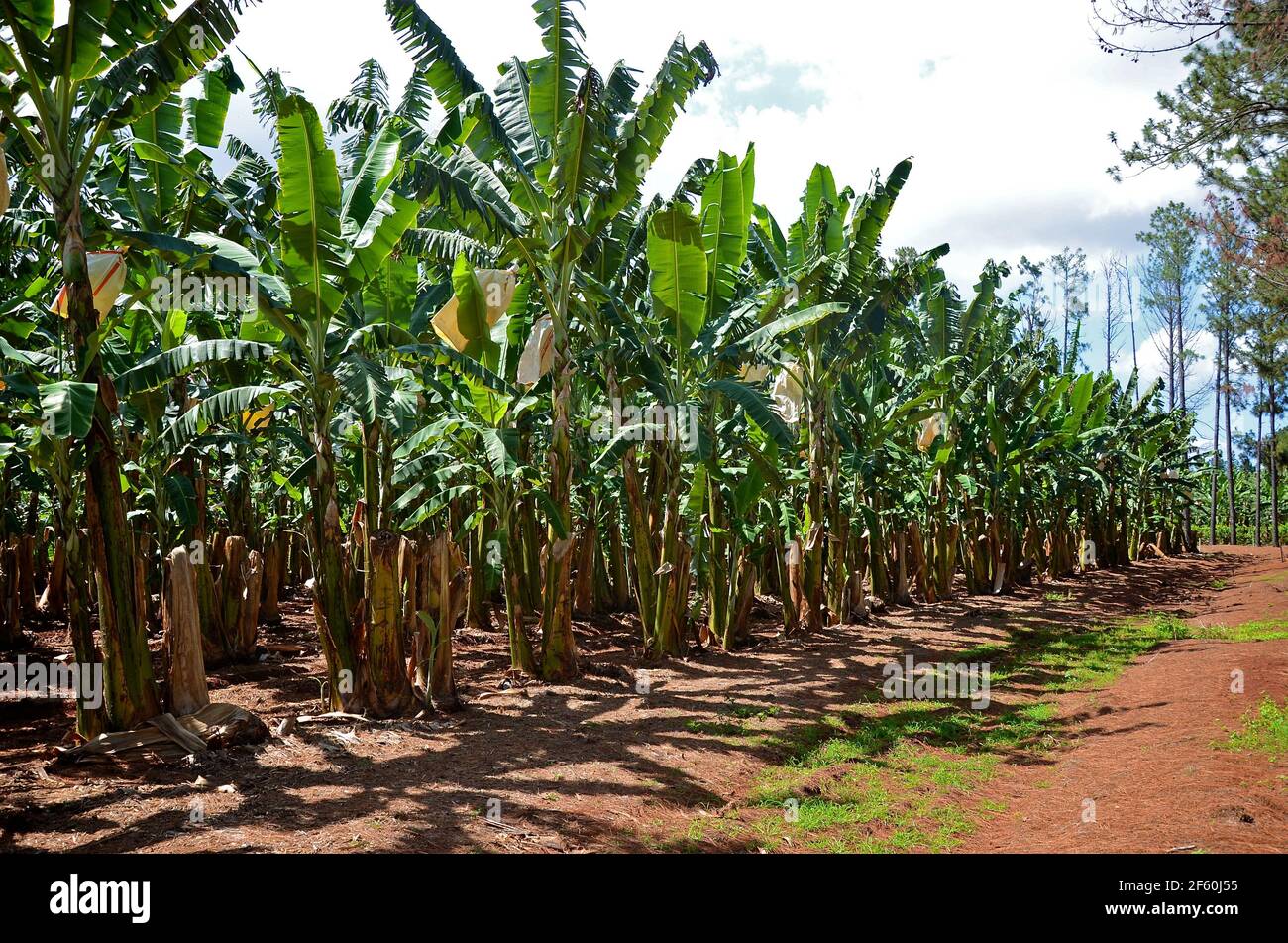 A banana plantation in Queensland, Australia Stock Photo - Alamy