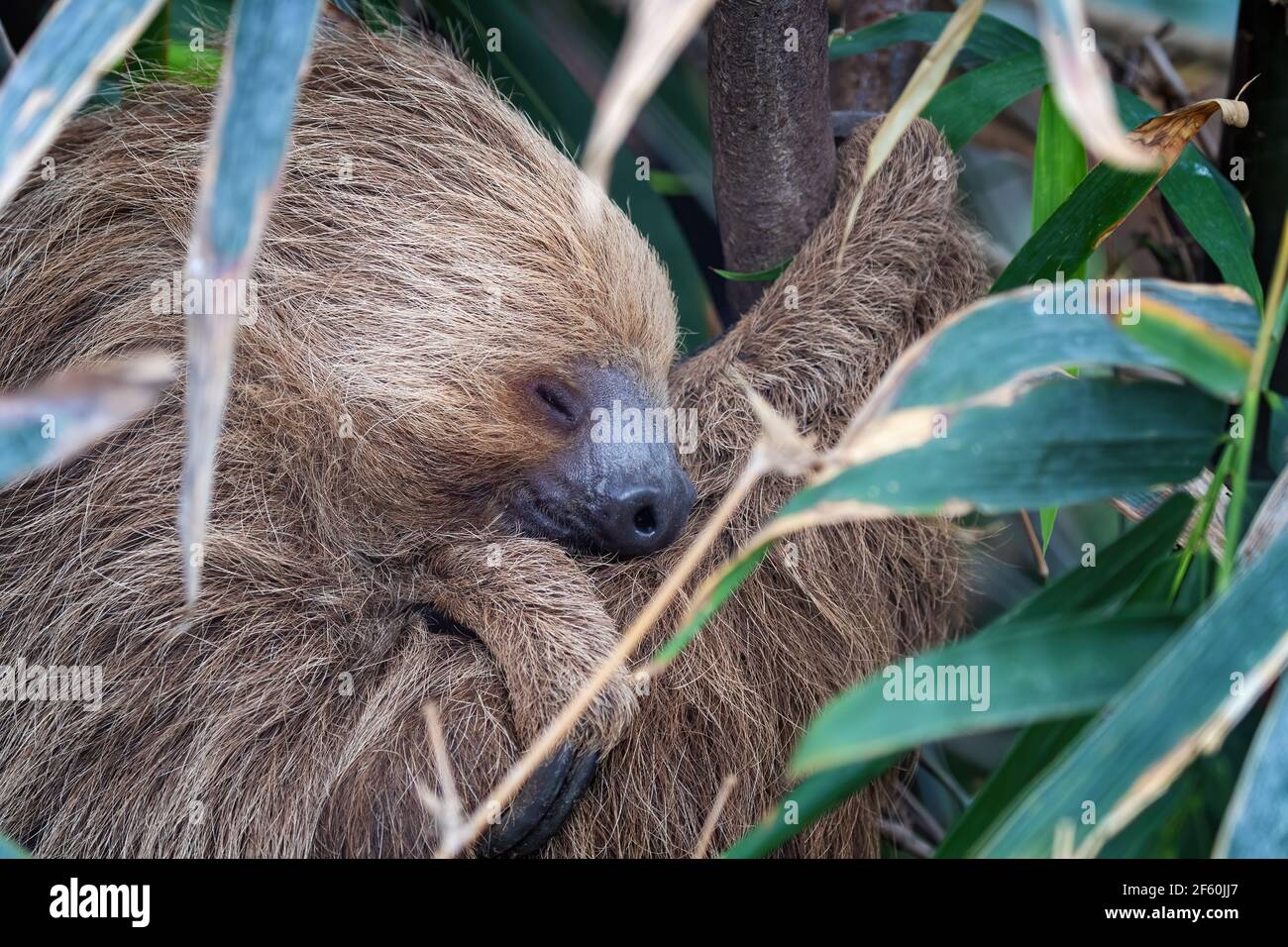 Two-toed sloth, Choloepus didactylus, sleeping in a tree. This ...