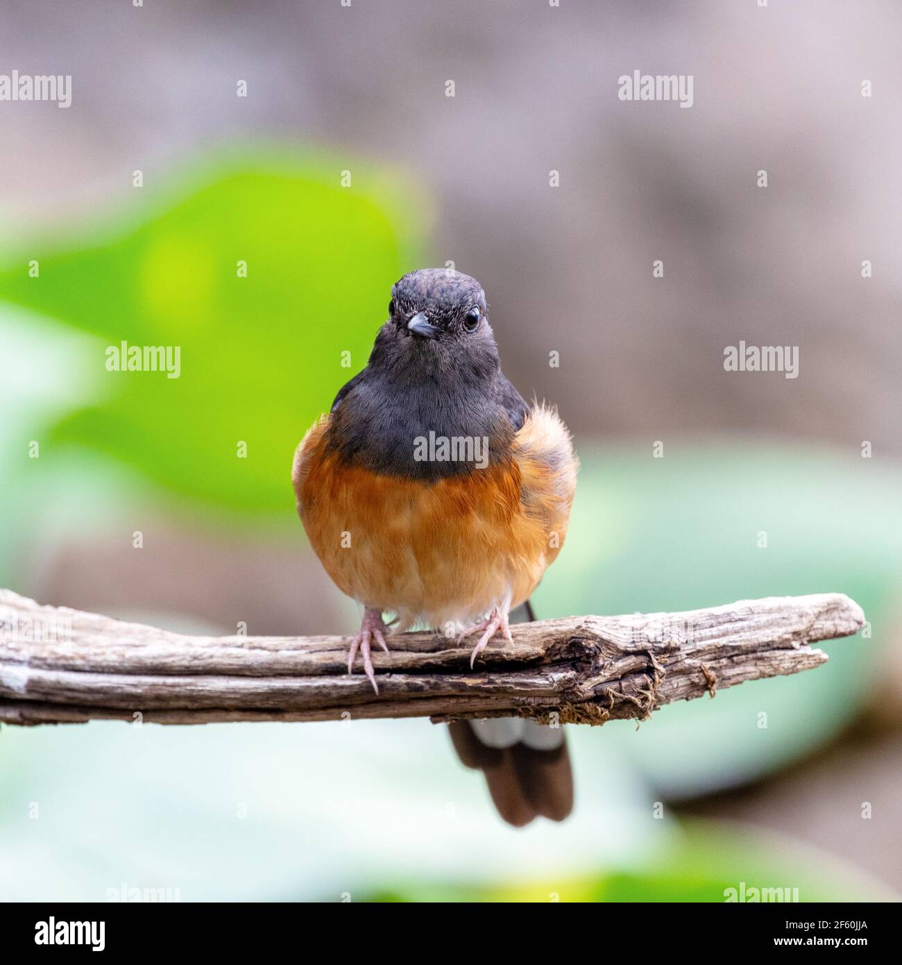 Shama Bird High Resolution Stock Photography and Images - Alamy