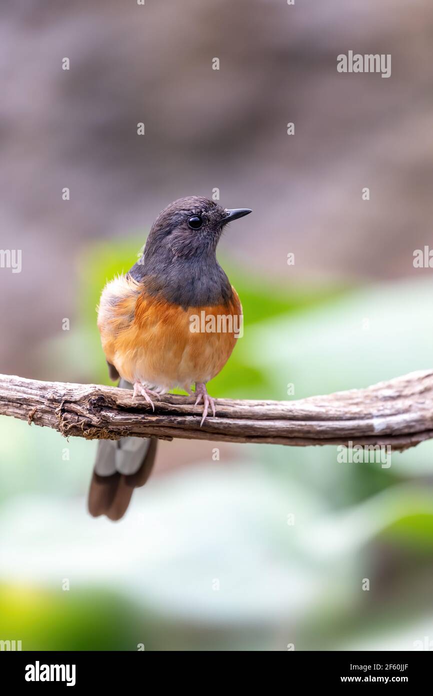 Shama Bird High Resolution Stock Photography and Images - Alamy
