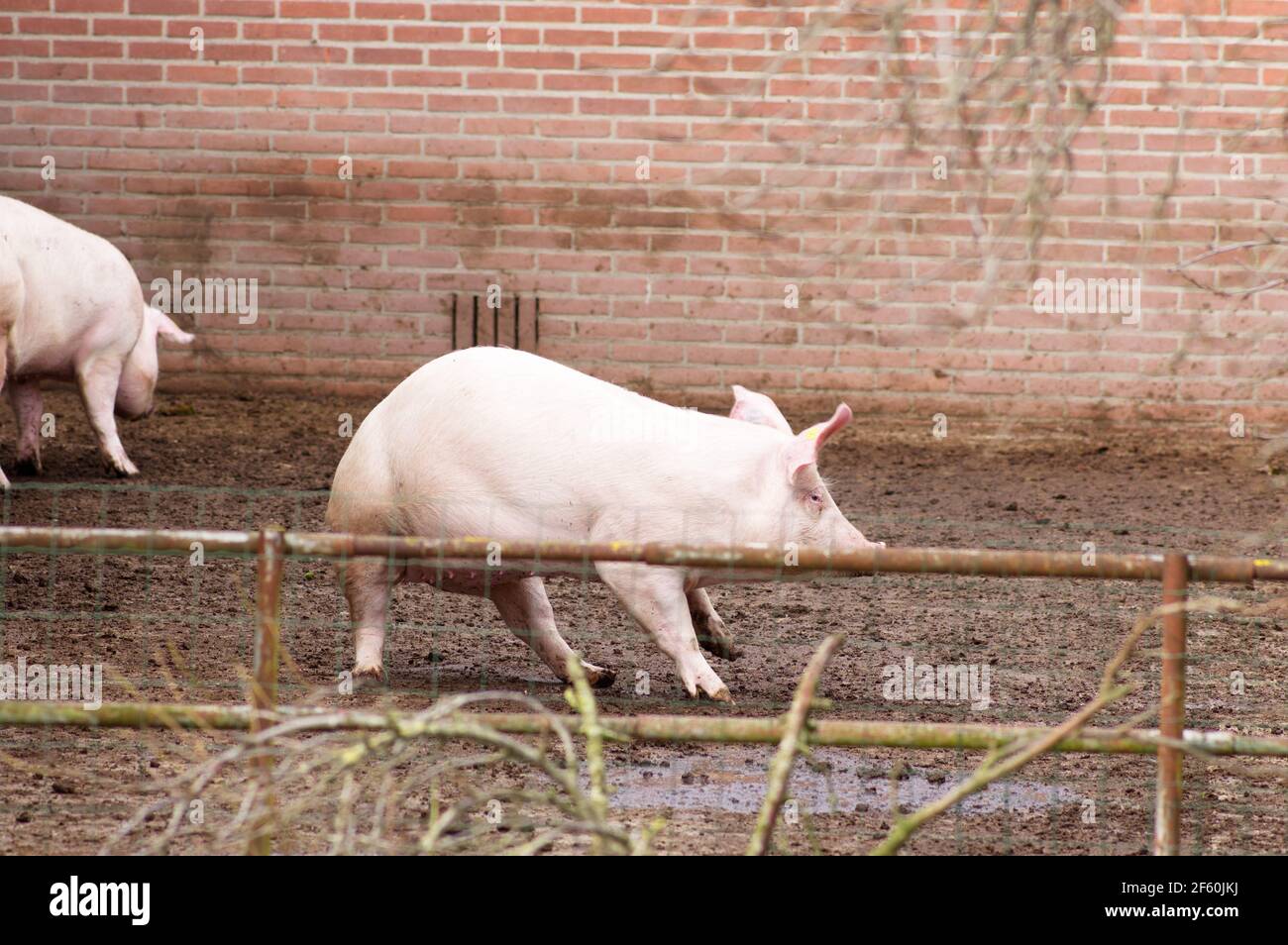 Pig walks around outside the wall of the farm with a fence in the ...