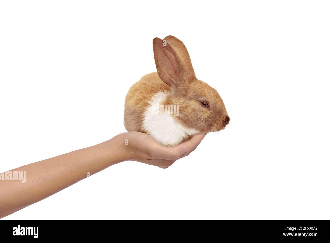 Human hands holding cute rabbit isolated over white background. Happy ...