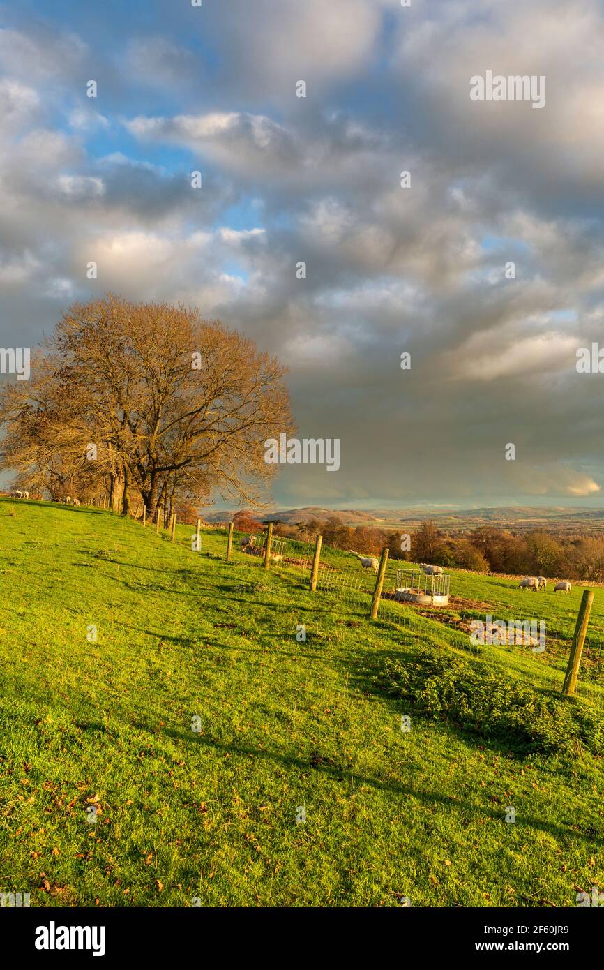 A late afternoon view of the Cotswolds countryside from Bredon Hill in ...