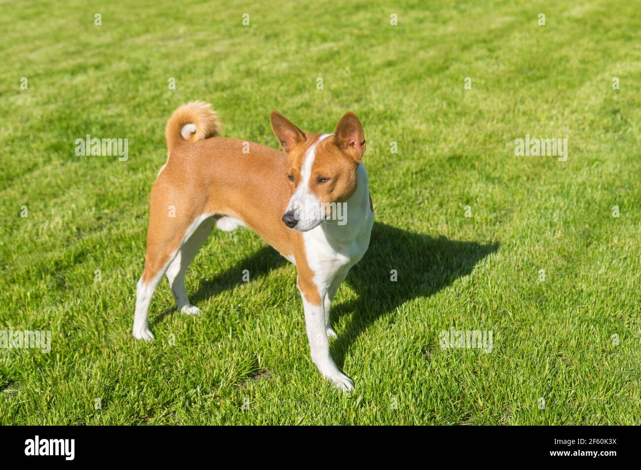 Portrait on mature basenji hi-res stock photography and images - Alamy