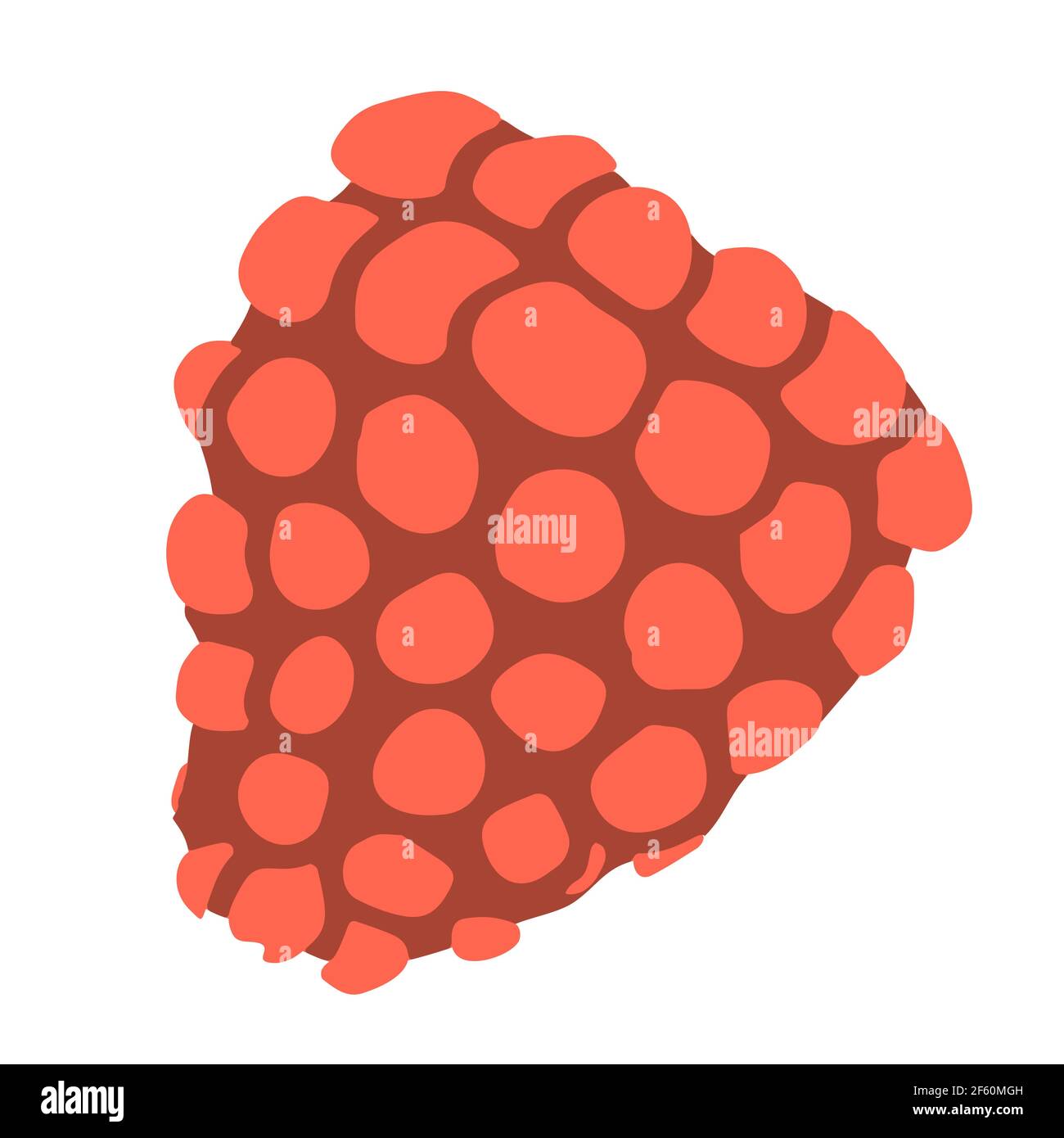 Simple red raspberry isolated on white background Stock Vector Image ...