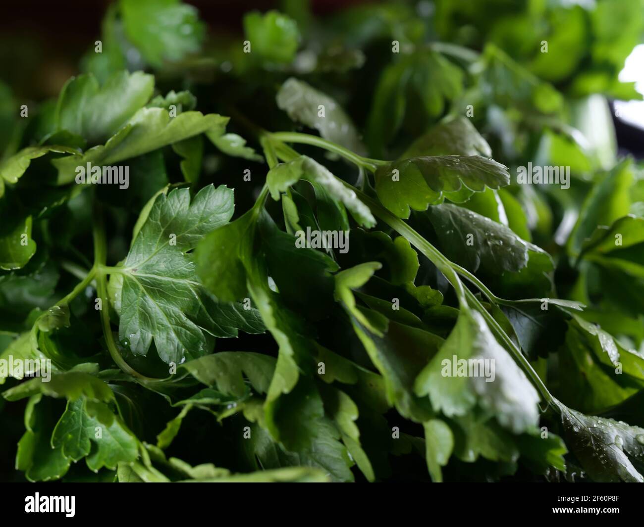 Green Parsley leaf background. Parsley or garden parsley is a species ...