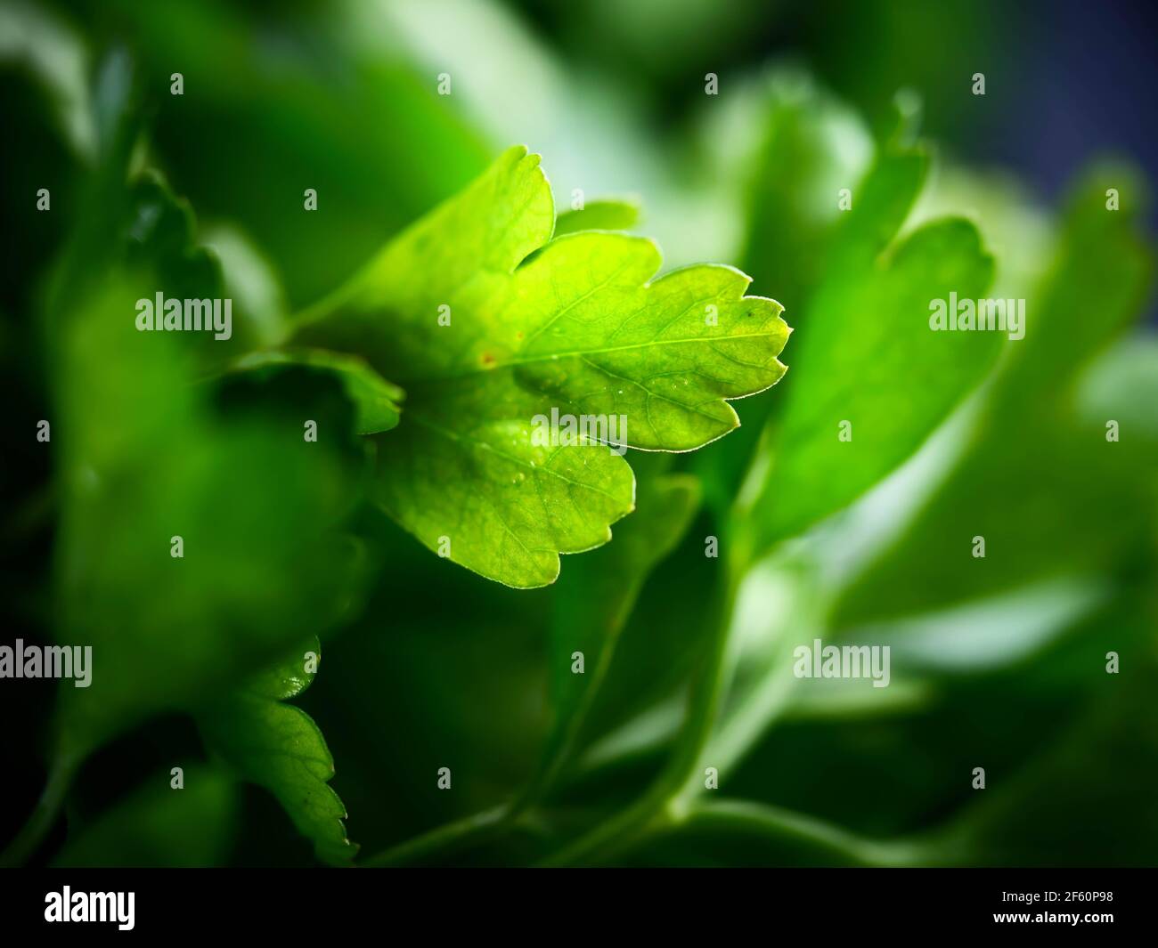 Green Parsley leaf background. Parsley or garden parsley is a species ...