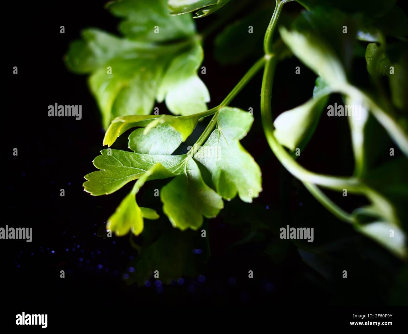 Green Parsley leaf background. Parsley or garden parsley is a species ...