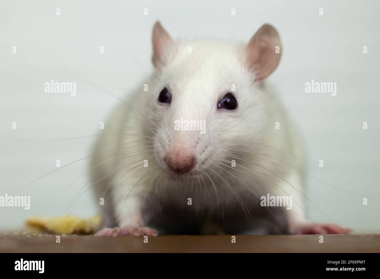 Closeup of funny white domestic rat with long whiskers Stock Photo - Alamy